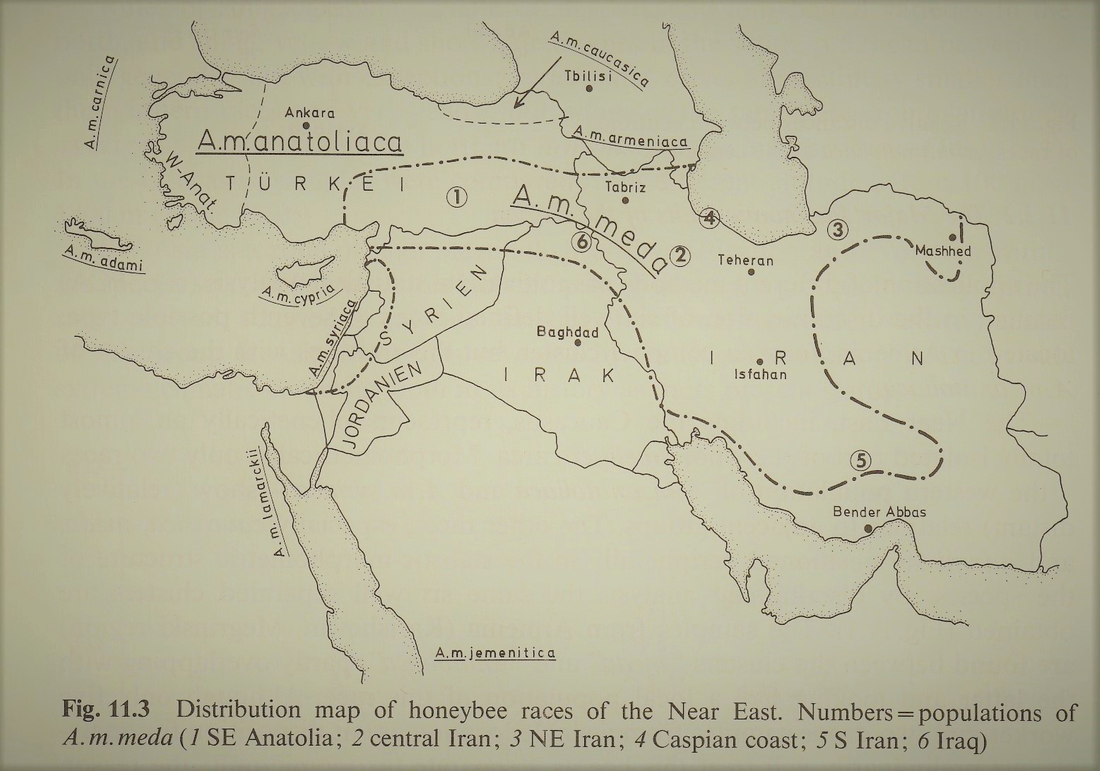 Analyse – Comment, en 2022, une carte des races d’abeilles en Anatolie ...