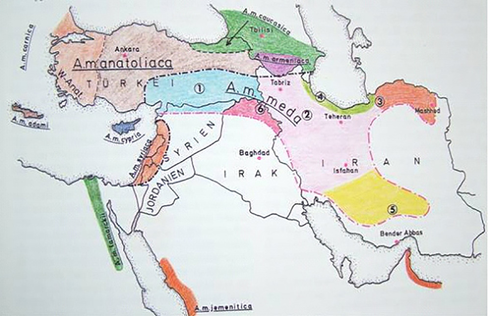 Analyse – Comment, en 2022, une carte des races d’abeilles en Anatolie ...